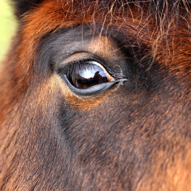 Mara Farm | Cape Clear Lavender
